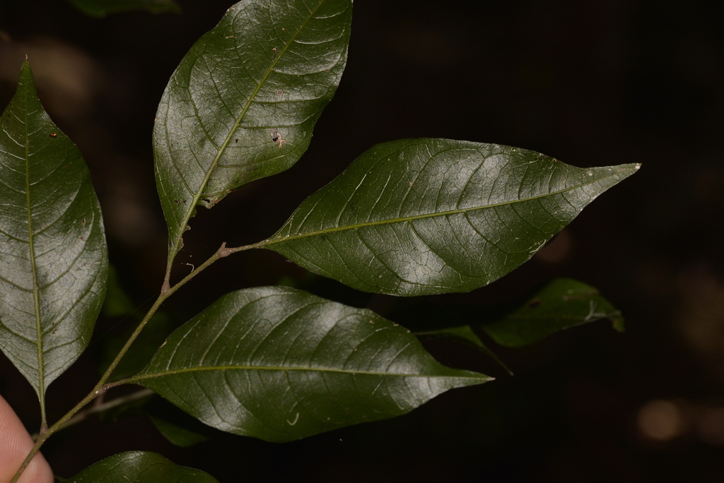 Sarcopteryx stipata from Karangi NSW 2450, Australia on October 7, 2023 ...