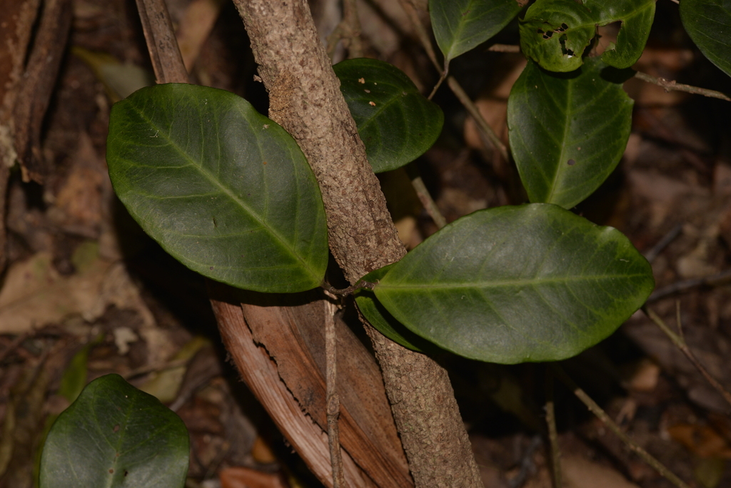 Embelia from Karangi NSW 2450, Australia on October 7, 2023 at 12:27 PM ...