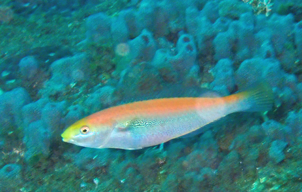 Cutribbon Wrasse from Sunshine Coast QLD, Australia on October 6, 2023 ...