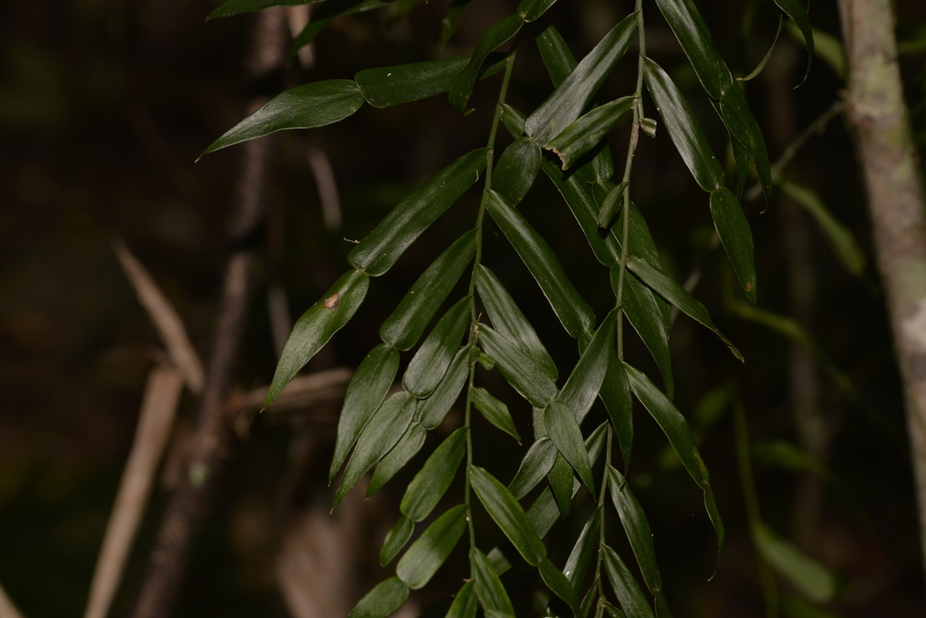 candle vine from Karangi NSW 2450, Australia on October 7, 2023 at 12:37 PM by Nick Lambert ...