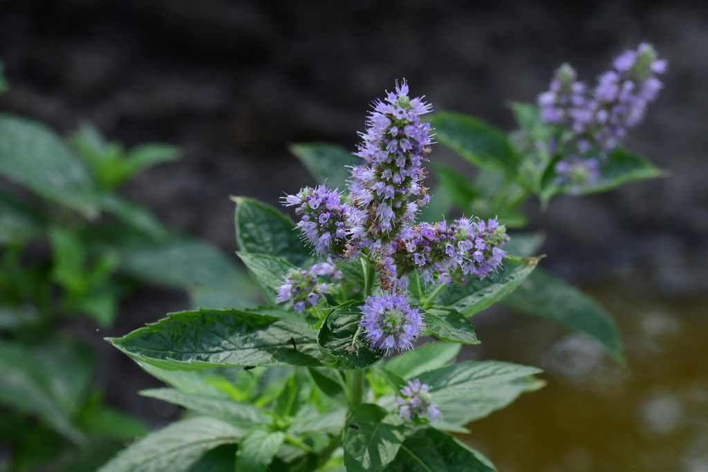 Horse Mint from Porąbka, Polska on September 20, 2020 at 12:34 PM by ...