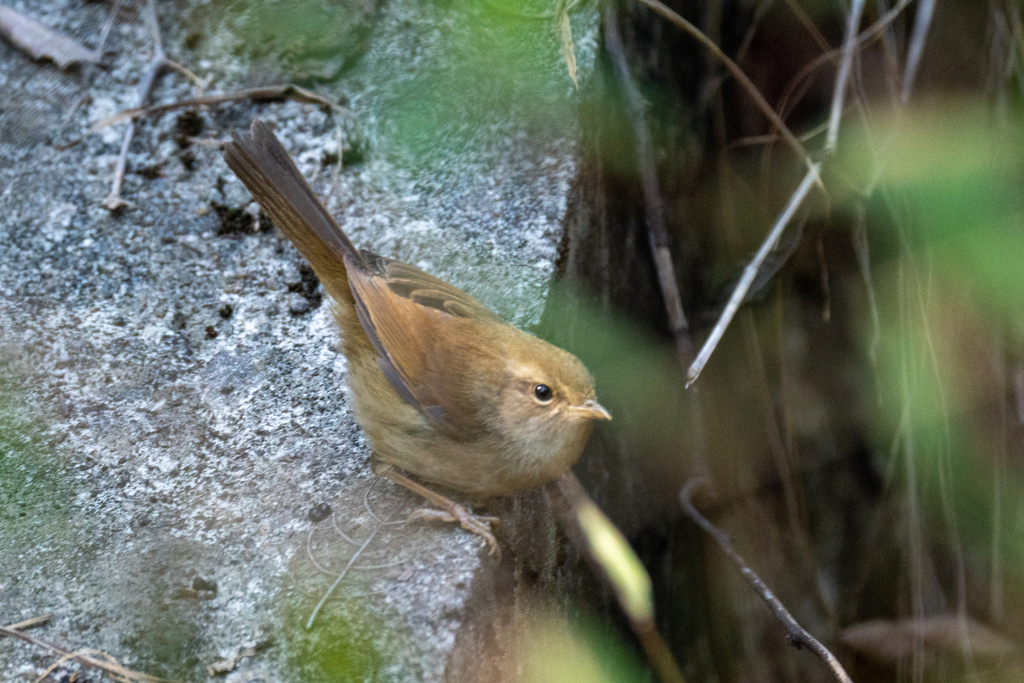 Brownish-flanked Bush Warbler from 香港清水灣 on January 18, 2023 at 01:10 ...