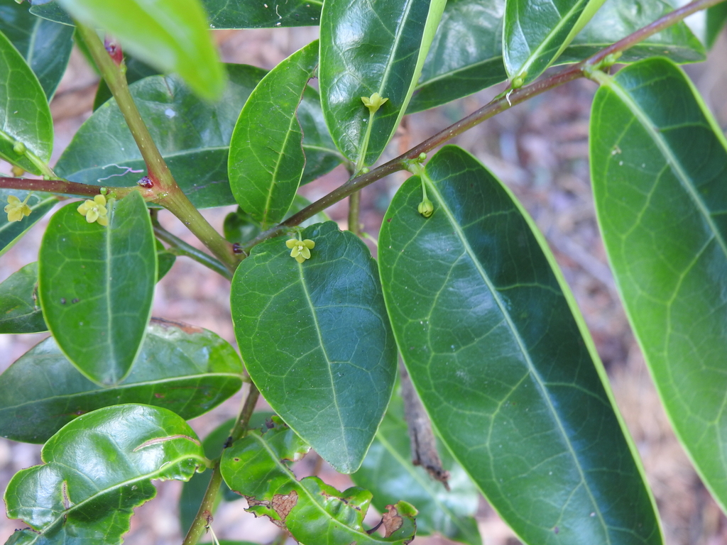Cheese Tree from Brisbane QLD, Australia on October 6, 2023 at 04:14 PM ...