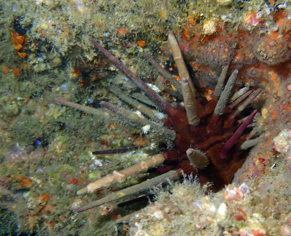 Eastern pencil urchin from Sunshine Coast QLD, Australia on October 6 ...