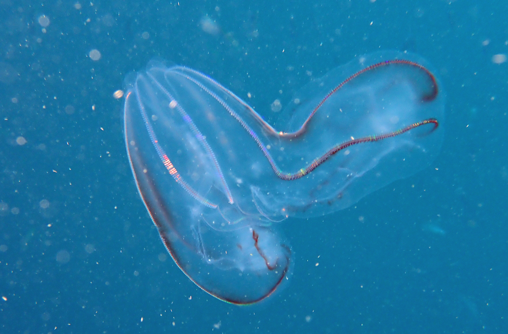Comb Jellies from Sunshine Coast QLD, Australia on October 6, 2023 at ...