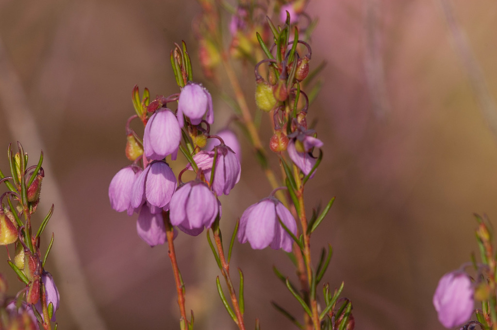 Tetratheca from Cherry Gardens SA 5157, Australia on October 2, 2006 at ...