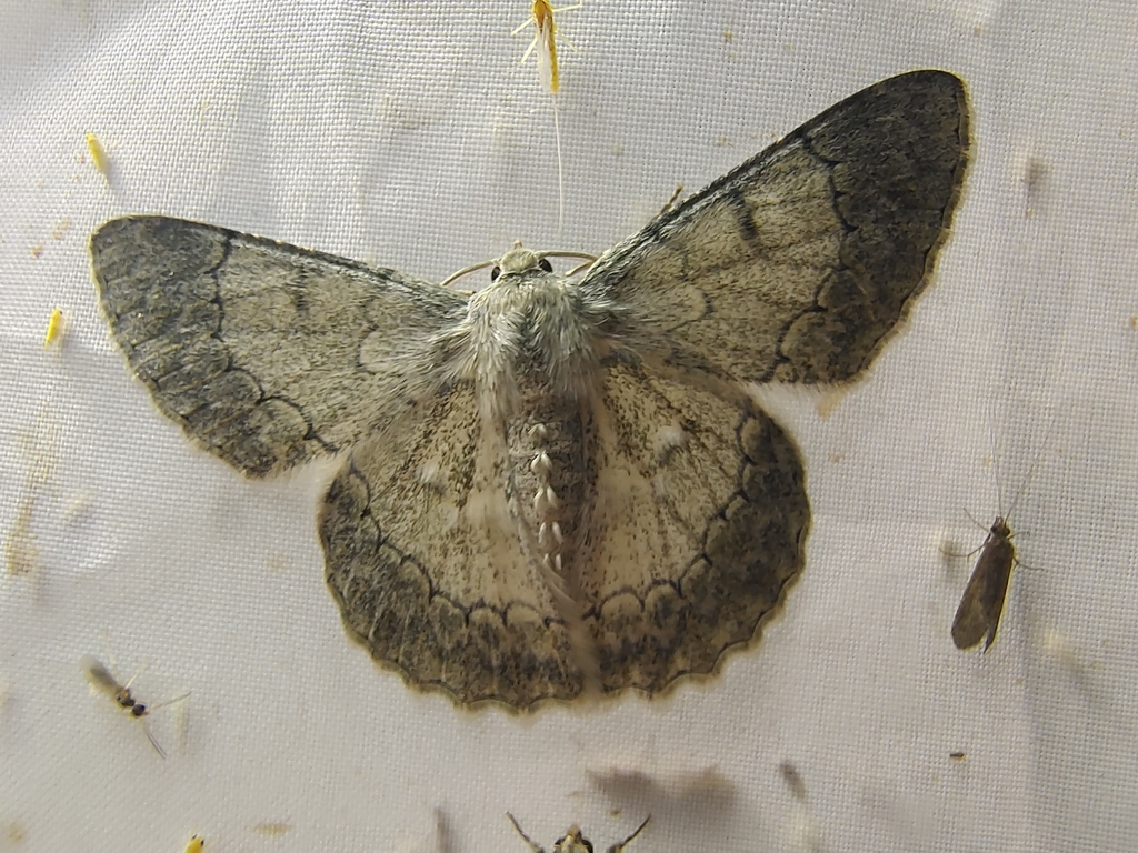 White Looper Moth from Yichun, CN-JX, CN on July 9, 2023 at 08:36 PM by ...