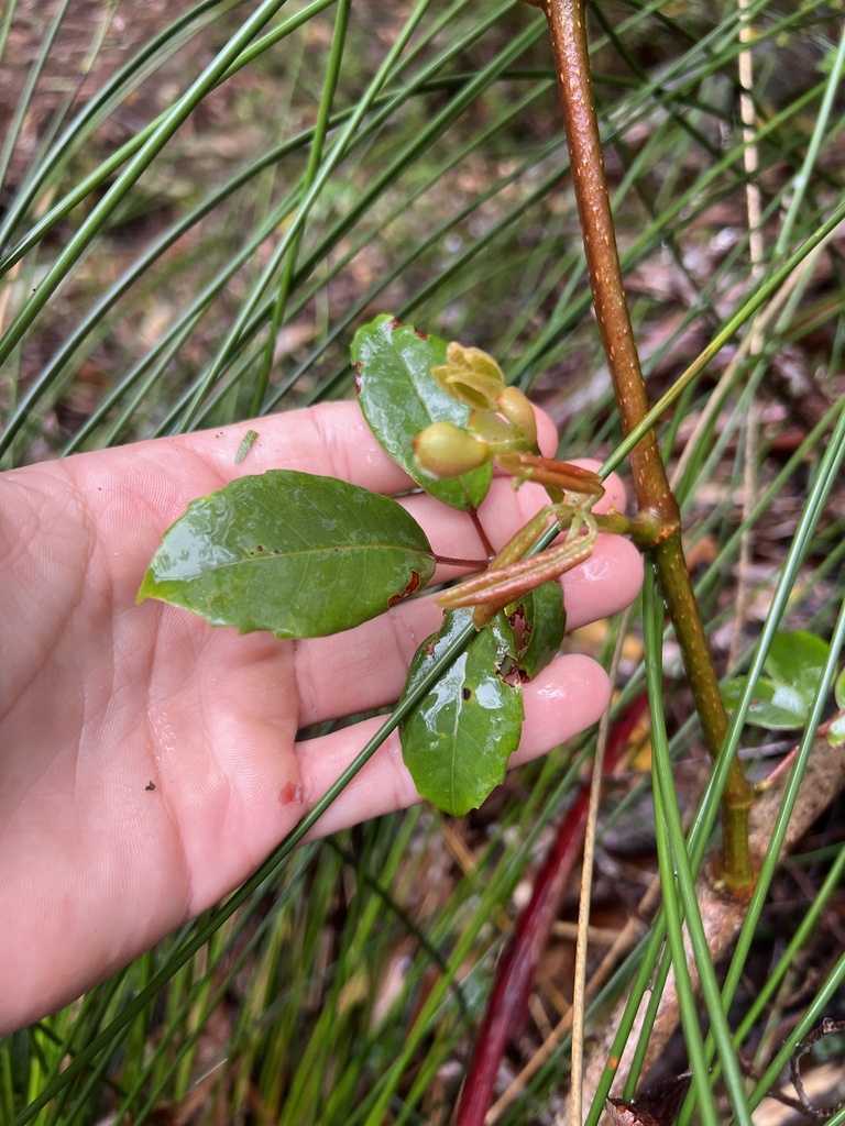 Five-Leaved Water Vine from Springbrook, Guanaba-Springbrook ...