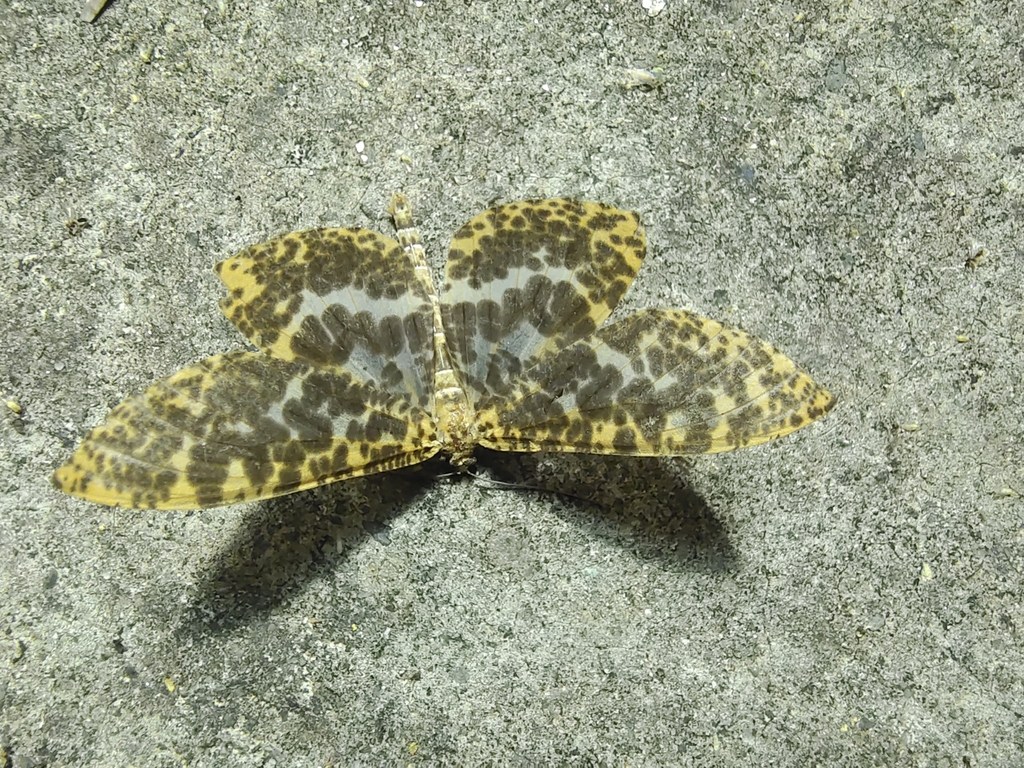 Obeidia gigantearia from Yichun, CN-JX, CN on July 8, 2023 at 11:42 PM ...