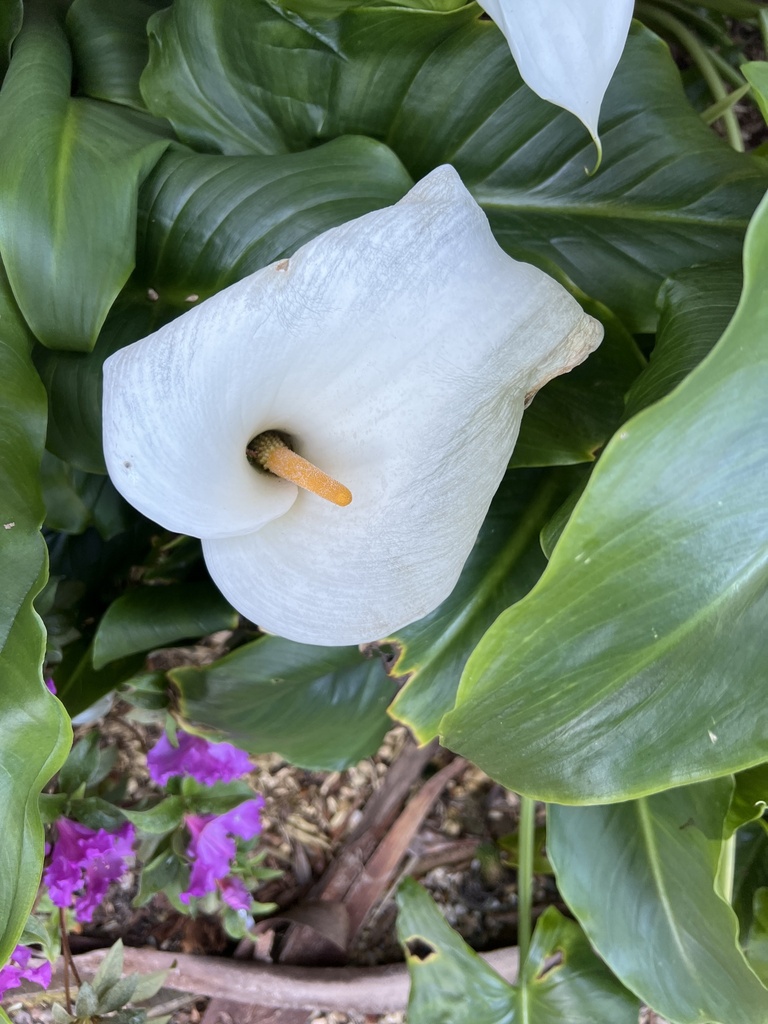 calla lily from Wingecarribee, AU-NS, AU on October 7, 2023 at 05:33 PM ...