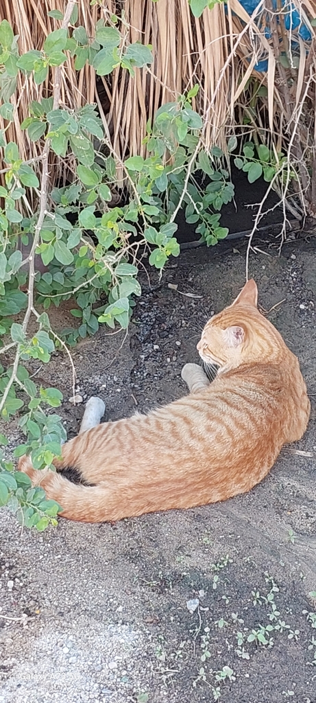 Domestic Cat from 83XV+6HF, Salmiya, Kuwait on October 7, 2023 at 12:18 ...