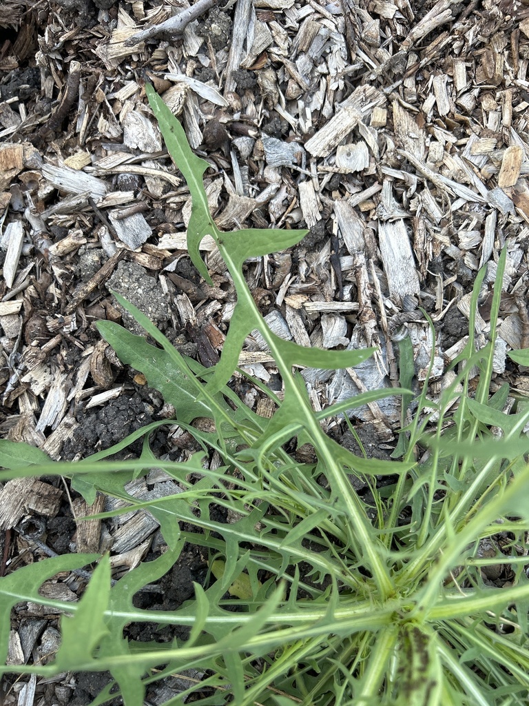 wild lettuces from Edgars Creek Wetlands Reserve, Reservoir, VIC, AU on ...
