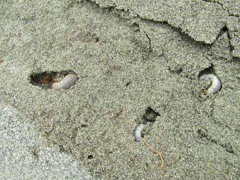 Large Sand Scarab from Te Waipounamu/South Island, ティマルー, カンタベリー, NZ on ...