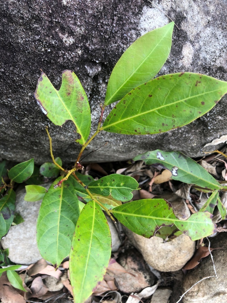 Cheese Tree from Helidon QLD 4344, Australia on October 7, 2023 at 10: ...