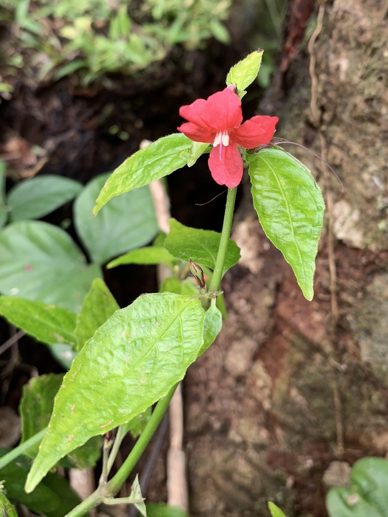 yerba maravilla (Ruellia coccinea) - Botanical Realm