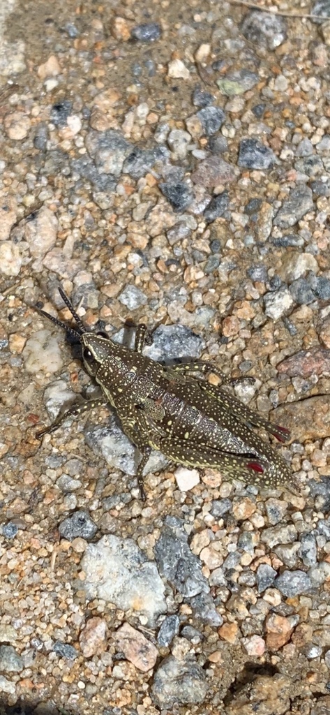 Spotted Mountain-grasshopper from Kosciuszko National Park, Perisher ...