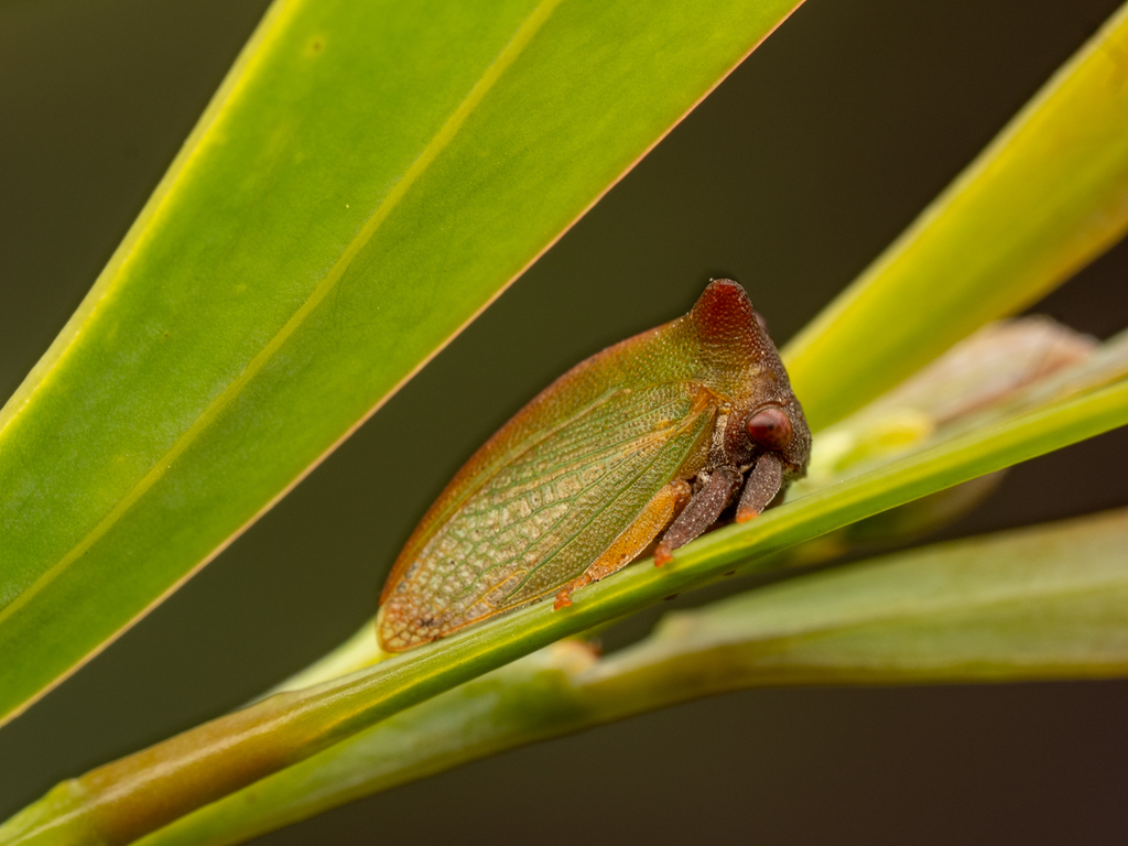 Green Treehopper in October 2023 by b_sydes · iNaturalist
