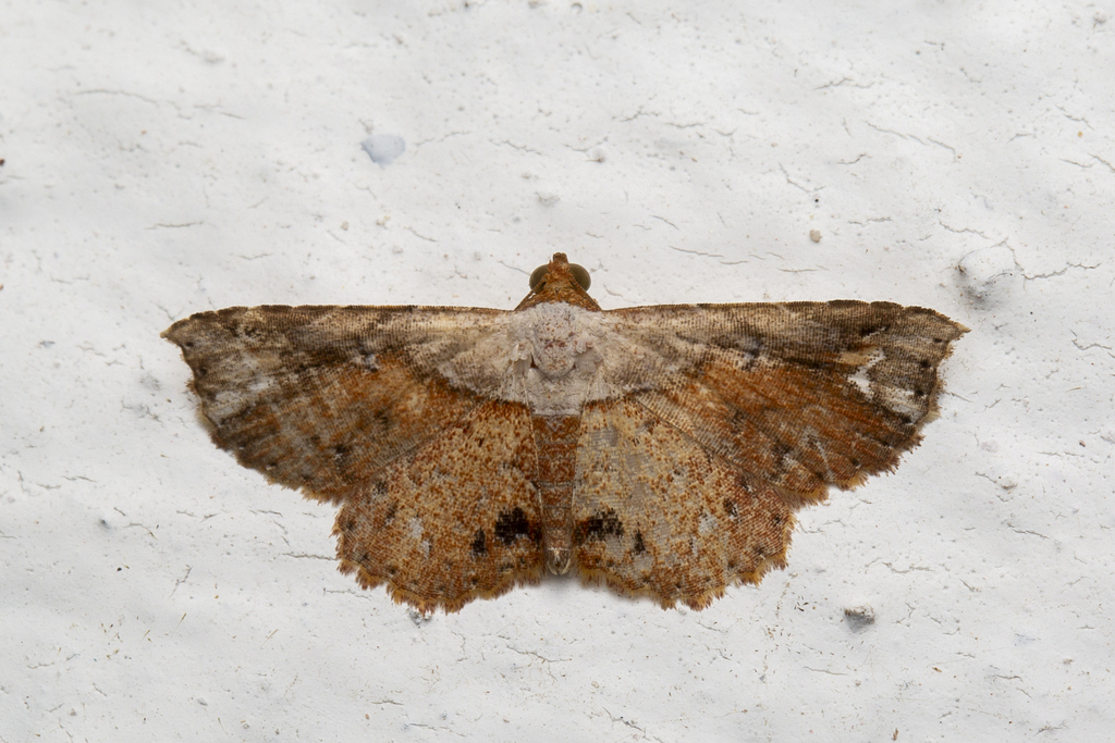 Zurobata indefinita from MCM Nature Discovery Villa (Stephen's Place ...