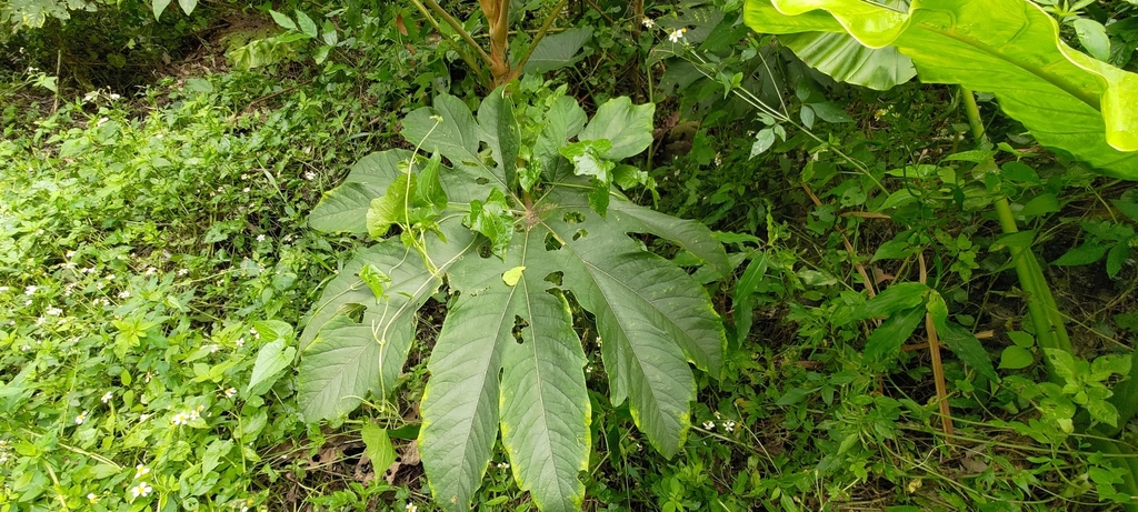 Rice paper plant from 406台灣台中市北屯區406大坑3-1號步道 on October 7, 2023 at 02: ...