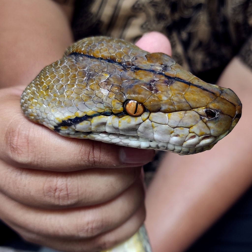 Reticulated Python from LA, Cihideung Hilir, Ciampea, Ciampea, Bogor Regency, West Java ...