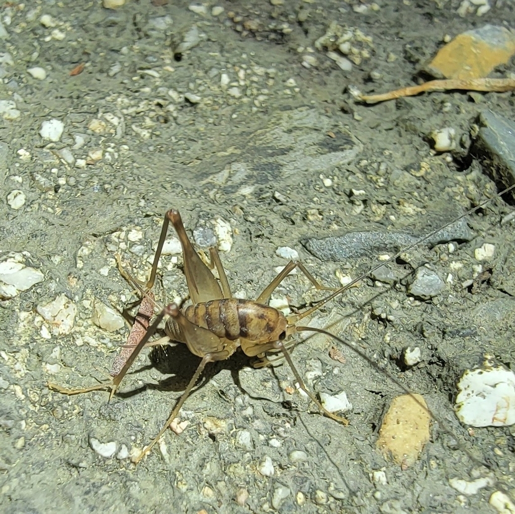 Tachycines coreanus from Danyang, KR-GB, KR on October 7, 2023 at 07:40 ...