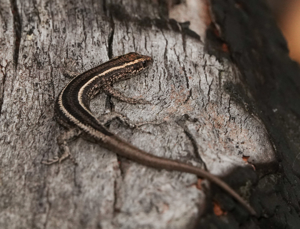 Elegant Snake-eyed Skink from North Turramurra NSW 2074, Australia on ...