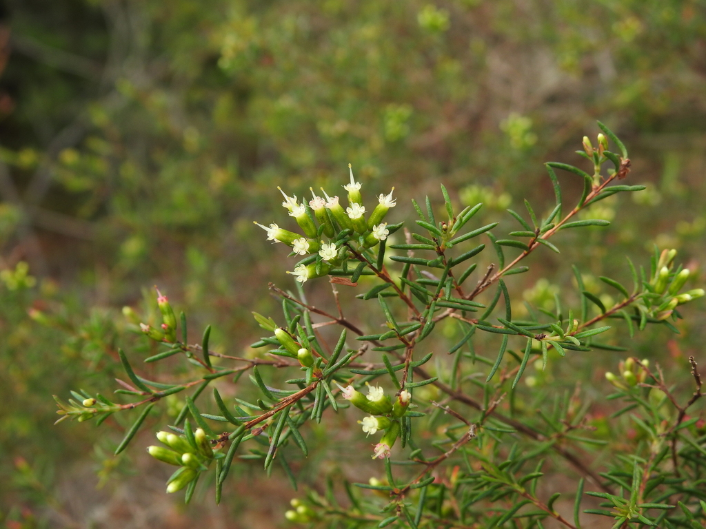 twiggy homoranthus from Tuan Forest QLD 4650, Australia on October 7 ...
