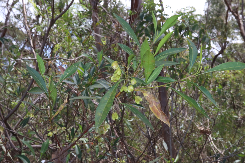 Common Hop Bush from Sydney NSW, Australia on October 7, 2023 at 12:59 ...