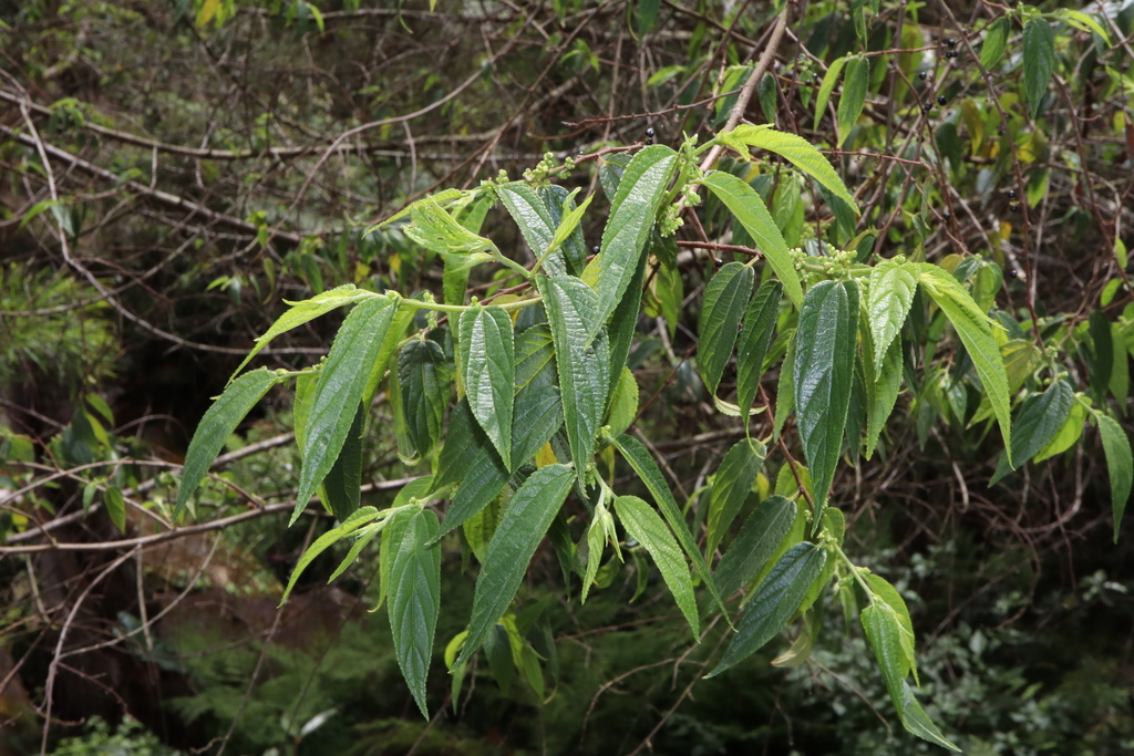 Nettle Tree from Sydney NSW, Australia on October 7, 2023 at 01:05 PM ...