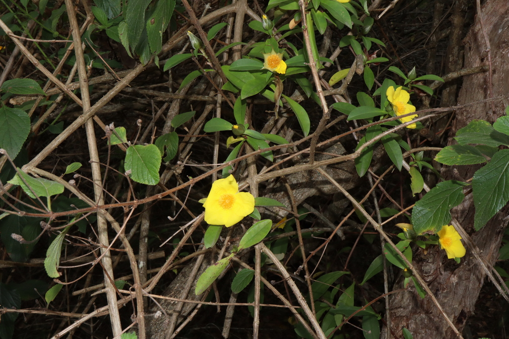 Climbing Guinea flower from Sydney NSW, Australia on October 7, 2023 at ...