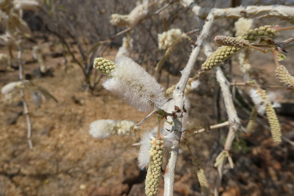 Blue Thorn from Tana Bush camp, Namibia on September 18, 2023 at 02:14 ...