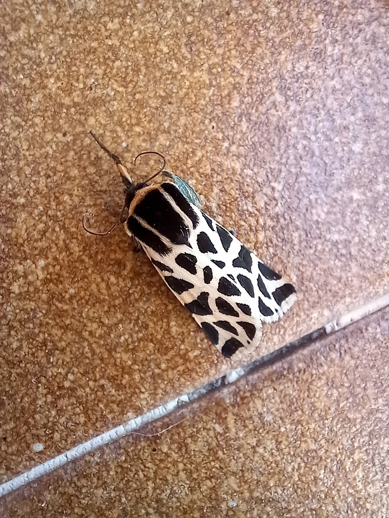 discrete chaperon from El Cubo, 26005 Logroño, La Rioja, España on ...