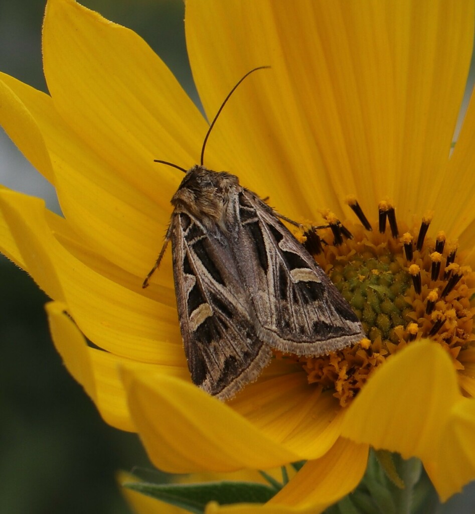 Dingy Cutworm Moth from Elyria-Swansea, Denver, CO, USA on October 6 ...