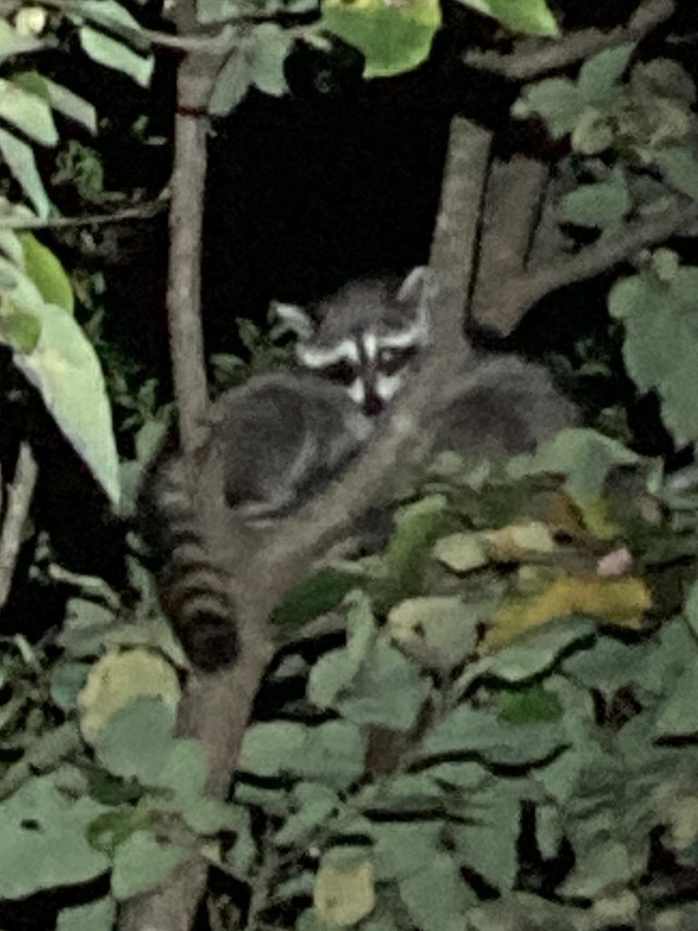 Eastern Raccoon from Scottsville, VA, US on October 6, 2023 at 07:57 PM ...