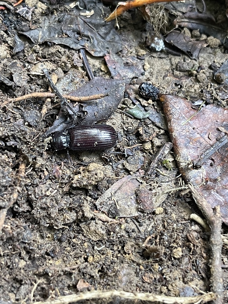 Darkling Beetles and Allies from Nyamasheke, RW on October 5, 2023 at ...