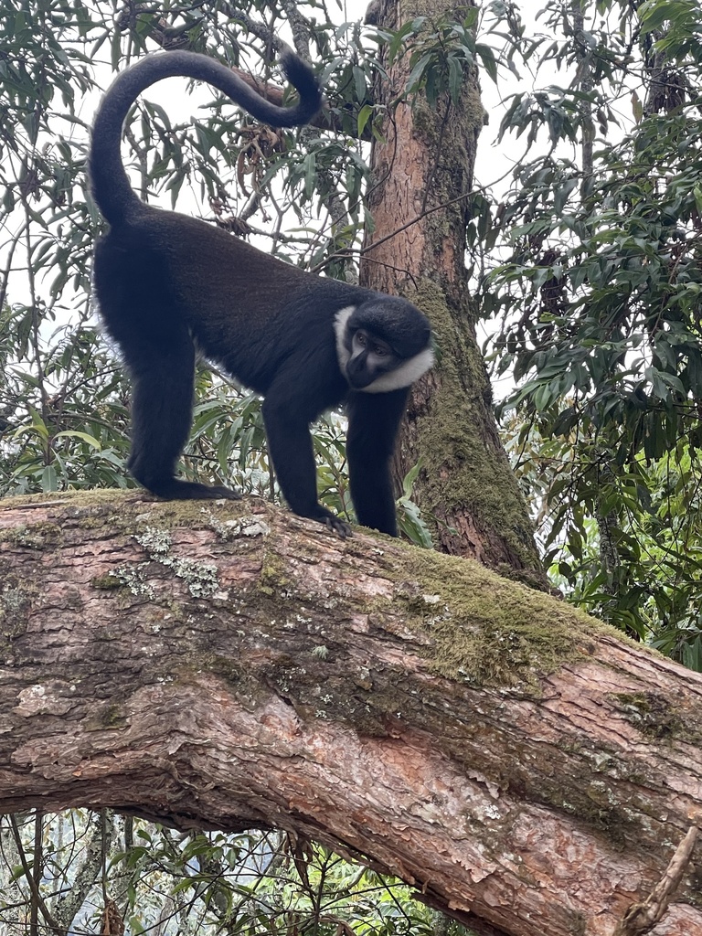 L'Hoest's Monkey in October 2023 by Samuel Nshutiyayesu · iNaturalist