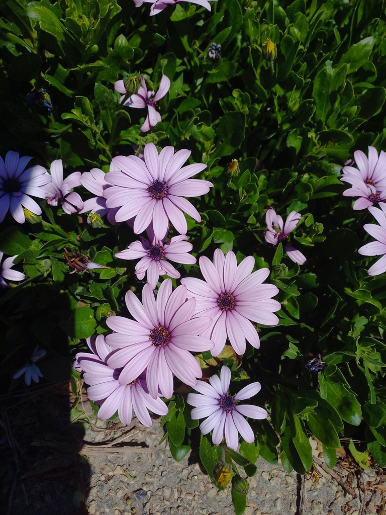 Afro-Australian daisies from Green Point, Cape Town, 8051, South Africa ...