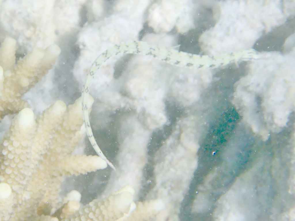 Messmate Pipefish from Gladstone, QLD, Australia (heron) on September ...