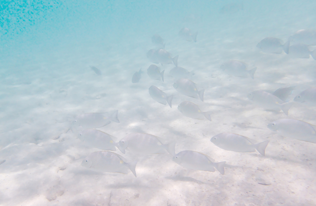 Goldlined Rabbitfish from Gladstone, QLD, Australia (heron) by Oscar ...