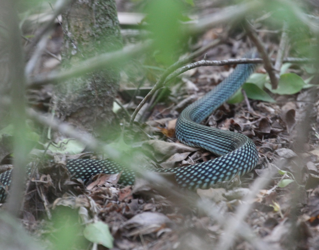 Speckled Racer in September 2023 by jugbayjs · iNaturalist