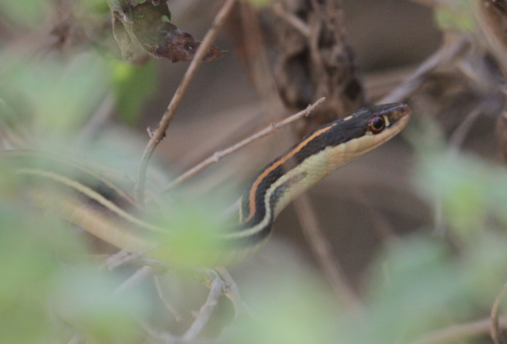 Western Ribbon Snake in September 2023 by jugbayjs · iNaturalist