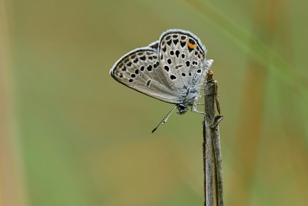 Cranberry Blue from Dąbrowa Górnicza, Polska on June 25, 2020 at 10:20 ...