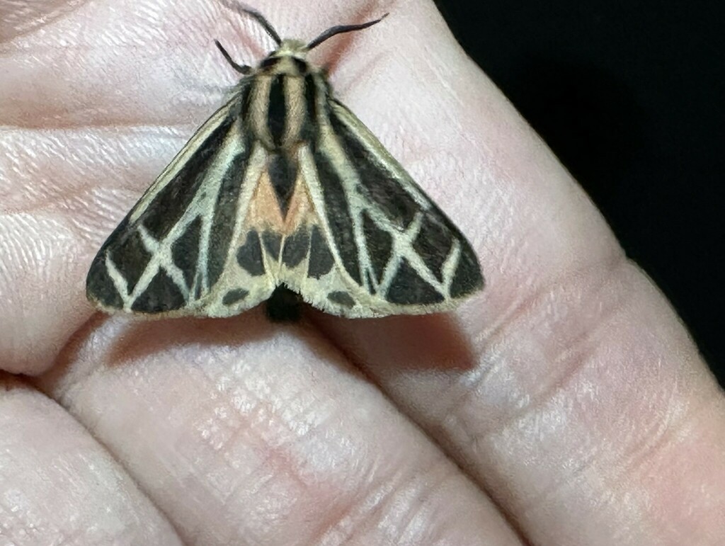 Harnessed Tiger Moth from Bellbrook, Greene County, OH, USA on October ...