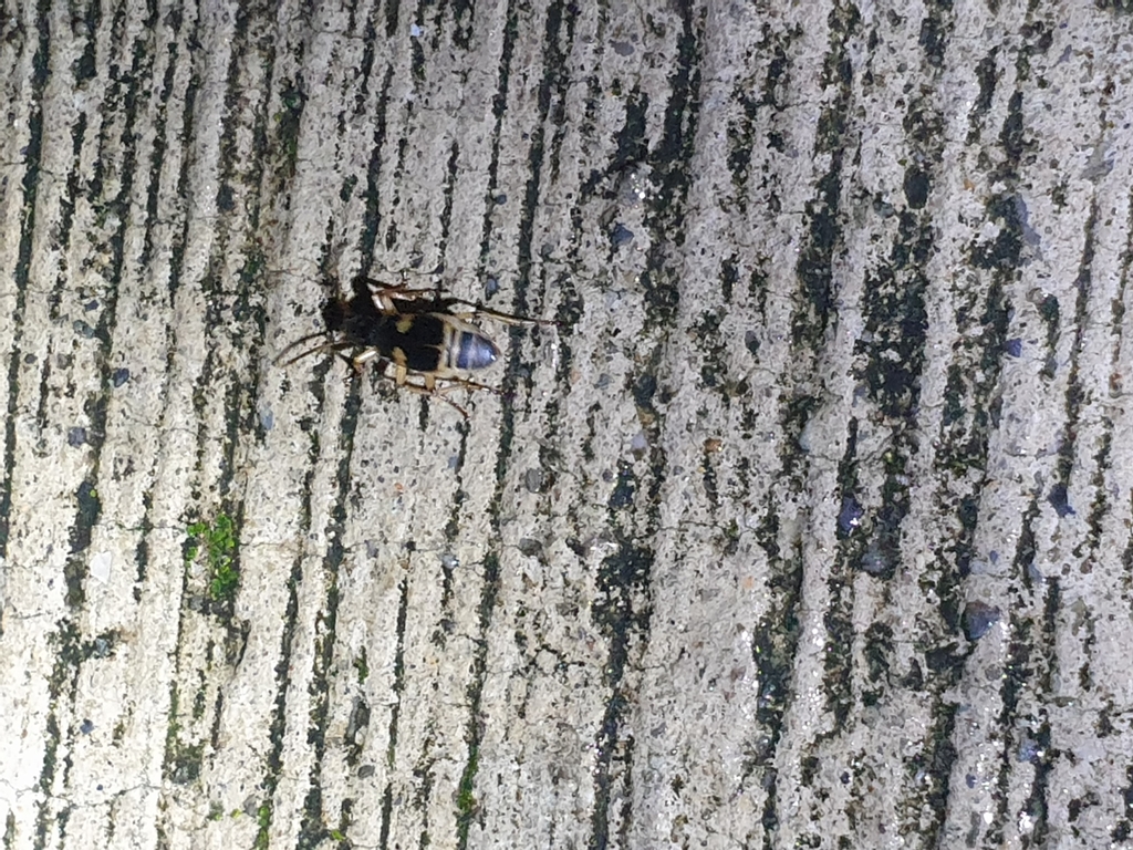Pheropsophus javanus from 239台灣新北市鶯歌區二橋里 on October 7, 2023 at 08:53 PM ...