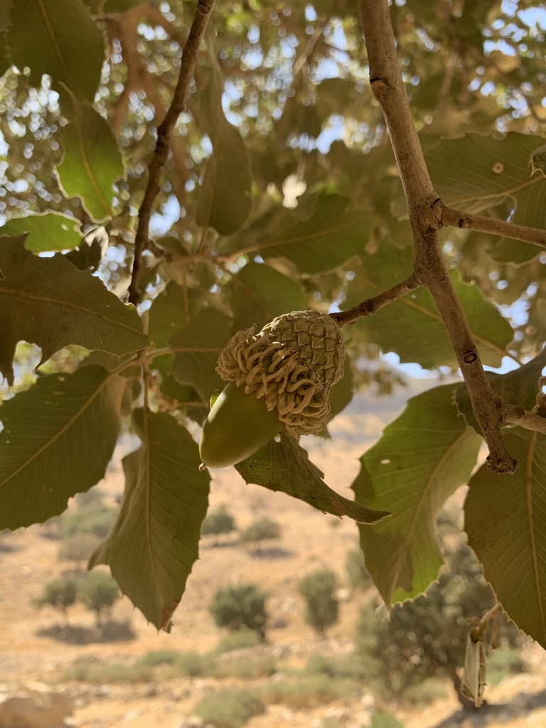 Persian oak from Khanaqin, Iraq on October 6, 2023 at 11:53 AM by Arya ...