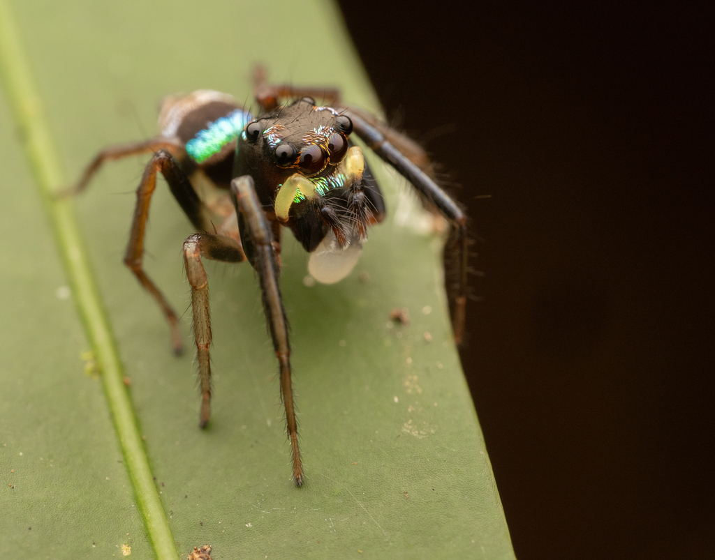 Typical Jumping Spiders from Rai Coast District, Papua-Neuguinea on ...