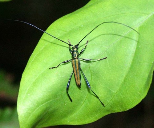 Chloridolum alcmene · iNaturalist United Kingdom