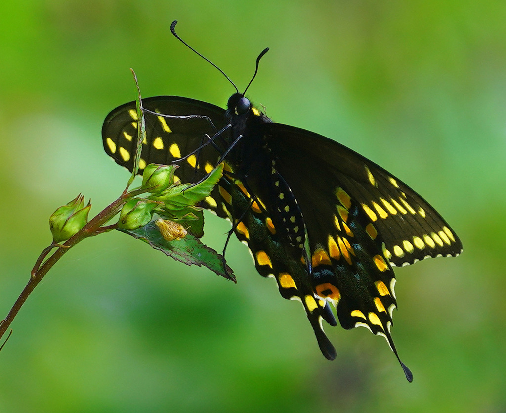 Black Swallowtail from Osceola County, FL, USA on October 6, 2023 at 10 ...