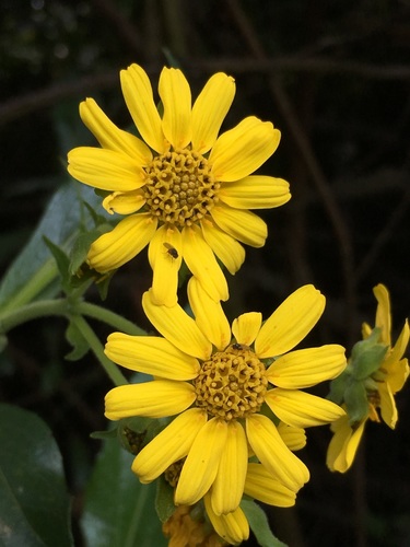 Smallanthus fruticosus · iNaturalist