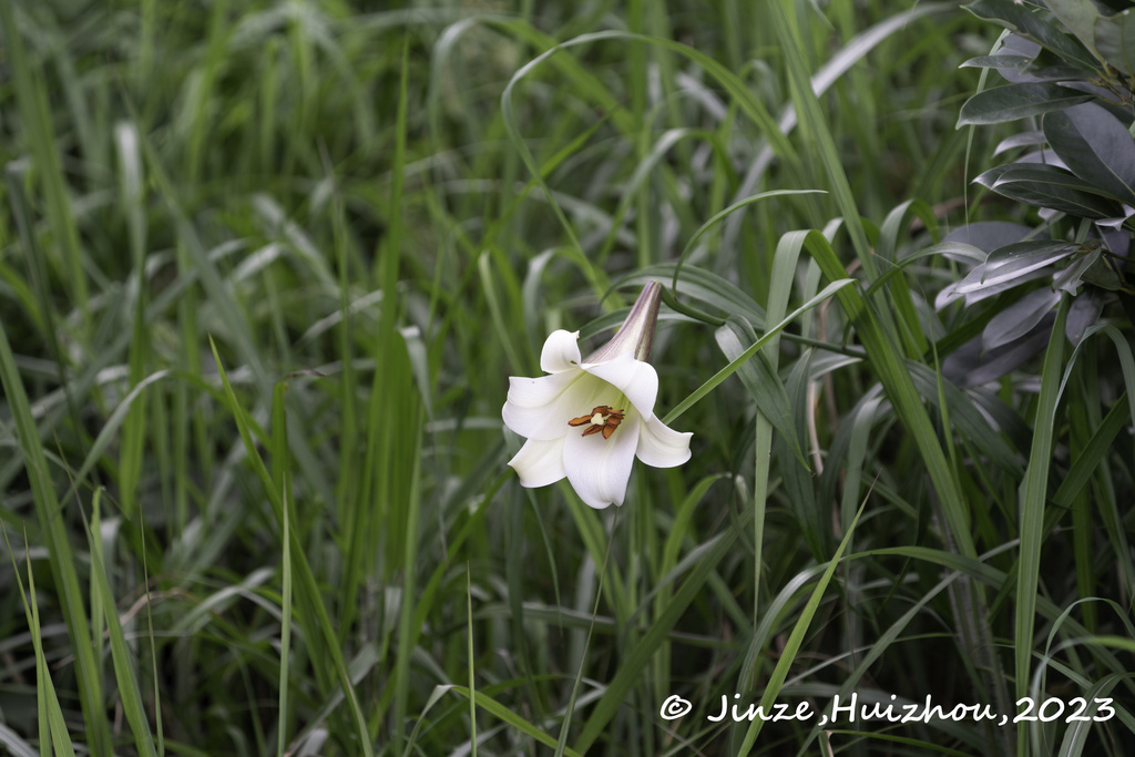 Chinese lily from 惠州市罗浮山 on June 2, 2023 at 03:54 PM by jinze · iNaturalist